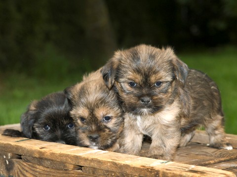 Soort pups | Kennel Alblasserwaard