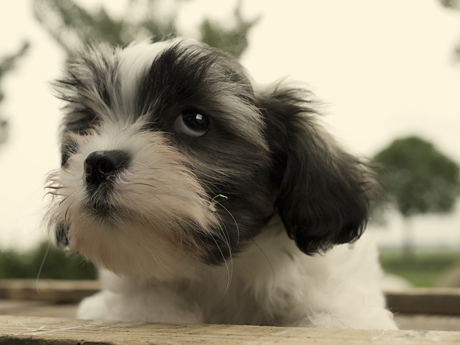 Soort pups | Kennel Alblasserwaard